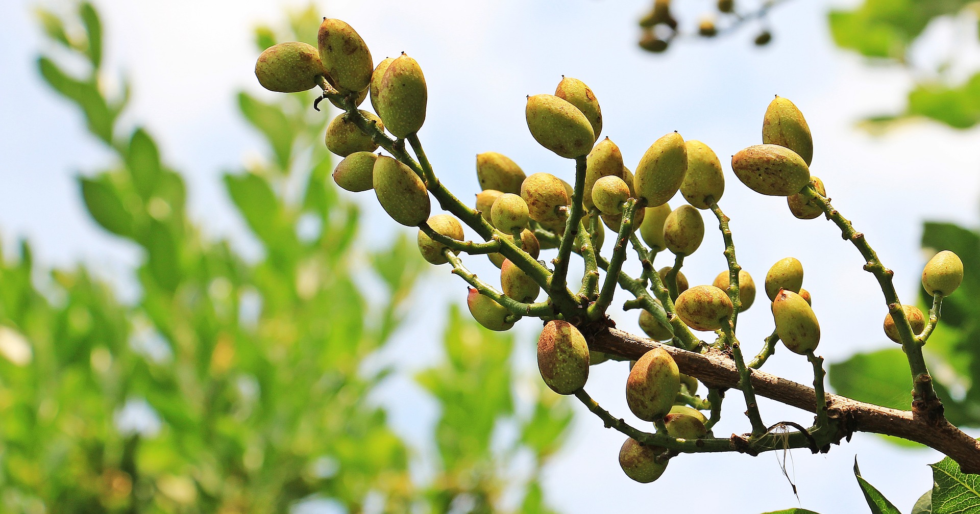 A pistachio paradise - The delights of Southern Italy